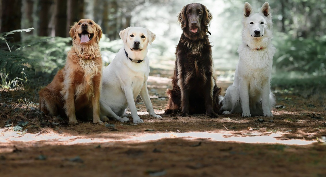 Testez vos connaissances sur le chien guide d'aveugle - Unadev LP